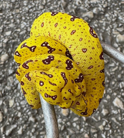 Biak Green Tree Python Yellow Neonate (YBGTPN2) by Reptile Pets Direct