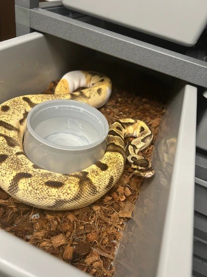 Super Enchi OD Gene X Pied Ball Python by Lavelle Reptiles