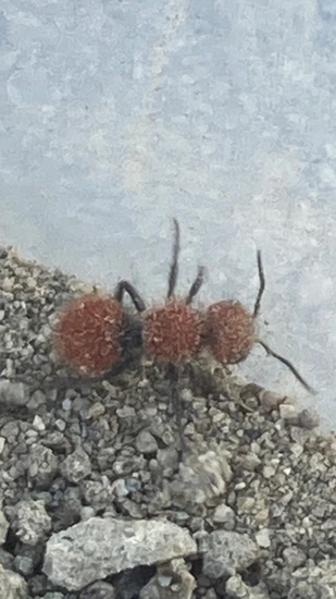 Pacific Velvet Ant More Invertebrate by Cold Blooded and More