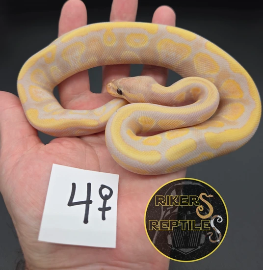 Super Banana Het Pied Ball Python by Rikers Reptiles