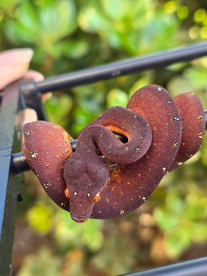 USCBB Cyclops X Aru Red Neo Green Tree Python by Space City Chondros