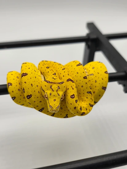 USCBB Cyclops X Aru Neo Gtp Green Tree Python by Space City Chondros