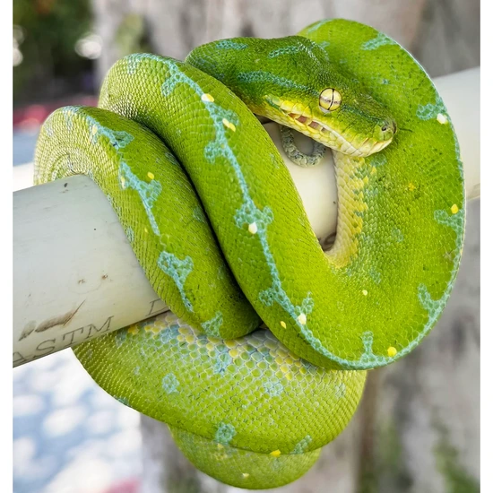 Cyclops Mountain Green Tree Pythons by LLLReptile & Supply