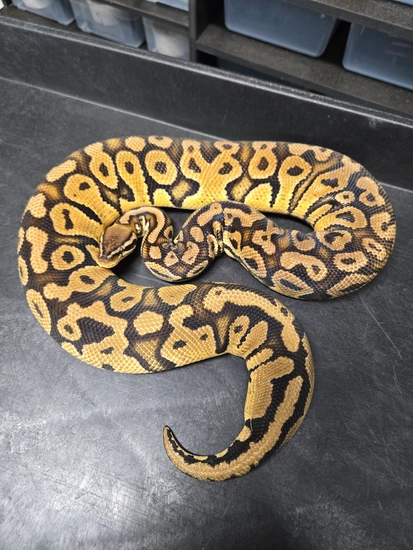 PB) Pastel TH Monsoon Ultramel Pied Ball Python by Locked N' Loaded ...