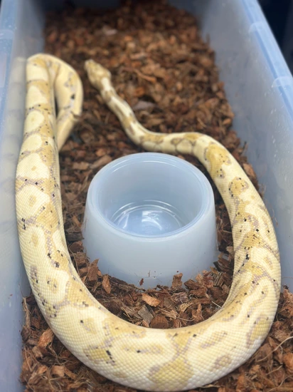Banana Pastel Leopard Ball Python by L&T Reptiles