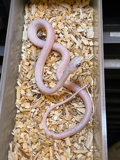 Bug Eye Palmetto Corn Snake by Lucifers morphs llc