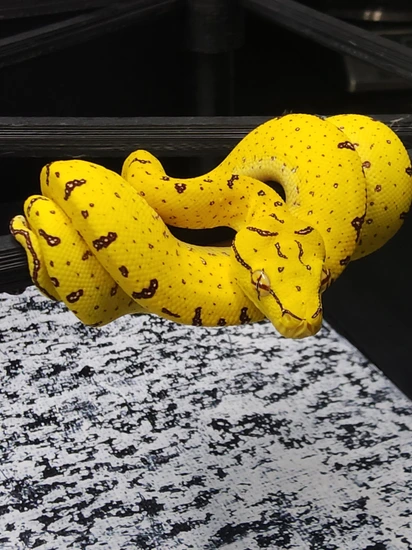 USCBB Cyclops X Aru Green Tree Python by Lucky Leviathans