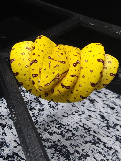 USCBB Cyclops X Aru Green Tree Python by Lucky Leviathans