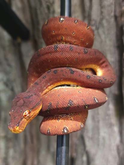 USCBB Cyclops X Aru Green Tree Python by Lucky Leviathans