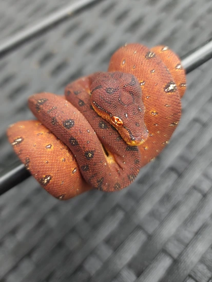USCBB Cyclops X Aru Green Tree Python by Lucky Leviathans