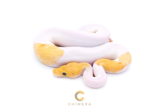 Pinstripe Lace (RS) Desert Ghost Clown Pied Ball Python by Chimera