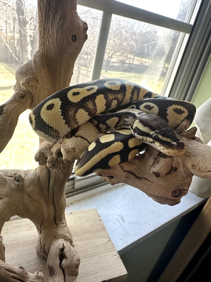 2024 Orange Dream Yellow Belly Ball Python by Mad's Menagerie