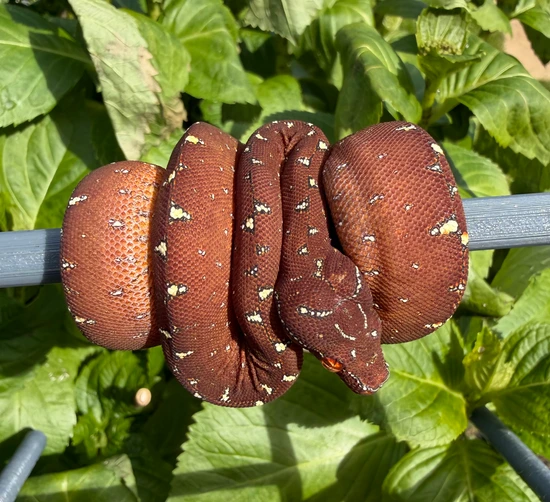 Wamena Yellow Spot X Aru Cyclops Green Tree Python by Fierceworms uk