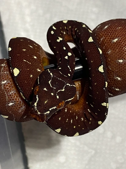 Uscbb Red Cyclops Green Tree Python by Mark Miles
