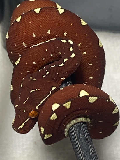 USCBB Cyclops Green Tree Python by Mark Miles