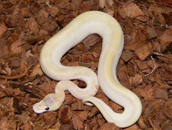 Mimosa Mojave Ball Python by Mark Petros Reptiles