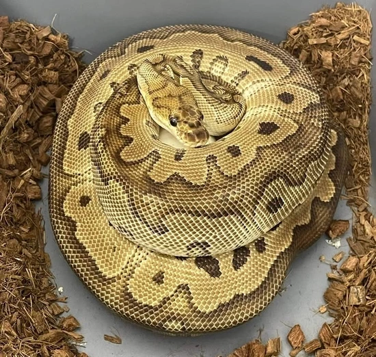 Clown Poss Motley Ball Python by CanningBallz