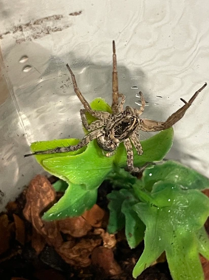 Tigrosa Georgicola Dark Wolf Spider By Ninos Night Crawlers