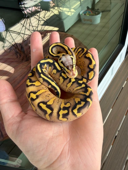 Pastel Super Gravel Ball Python by Limitless reptiles
