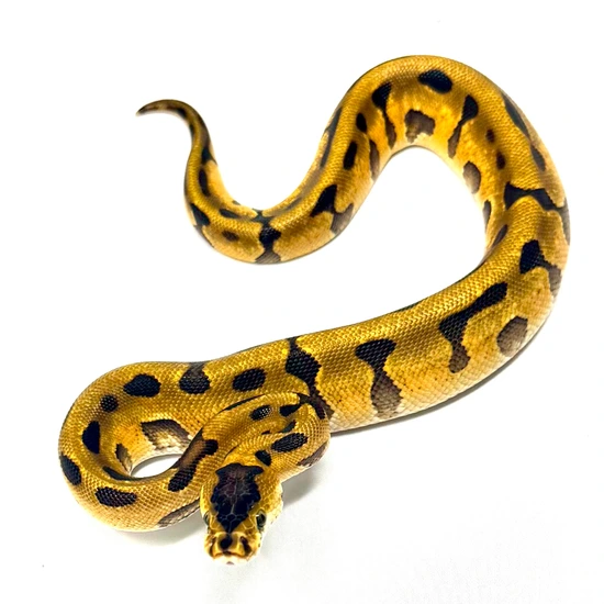 Super Enchi (Poss) Paint Puzzle Ball Python by Matt Byram Exotics