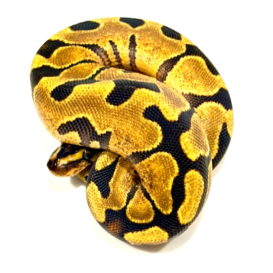 Orange Dream Enchi YellowBelly 66% Het Puzzle 50% Het Paint Ball Python ...