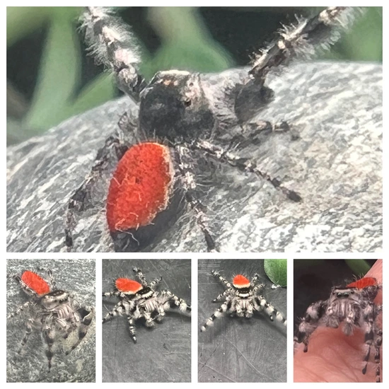 Phiddipus Adumbratus Jumping Spider by Maverick the Jumping Spider