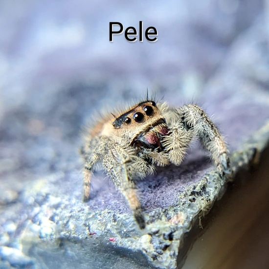 Phidippus Regius (Regal Jumping Spider) by Bisbee Bugs