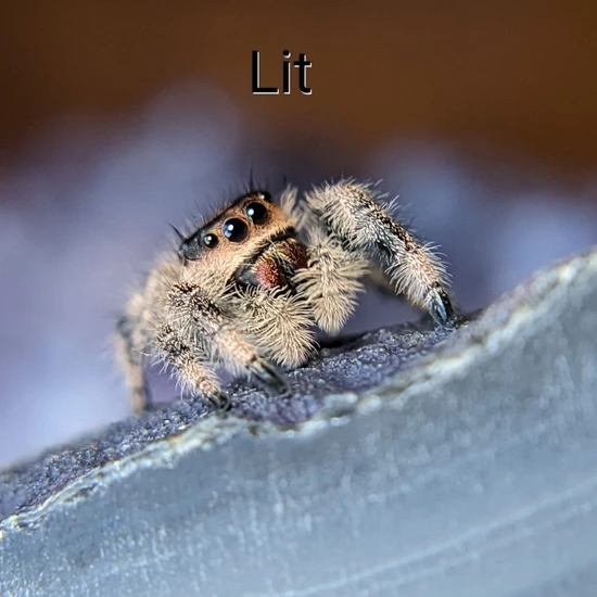 Phidippus Regius (Regal Jumping Spider) by Bisbee Bugs
