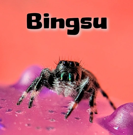 Phidippus Regius (Regal Jumping Spider) I7 by Bisbee Bugs