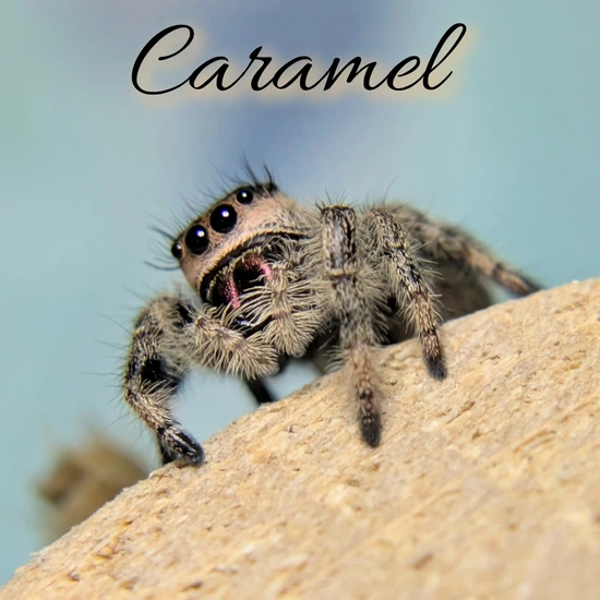 Phidippus Regius (Regal Jumping Spider) I7 by Bisbee Bugs