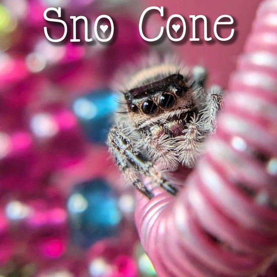 Phidippus Regius (Regal Jumping Spider) I6 by Bisbee Bugs