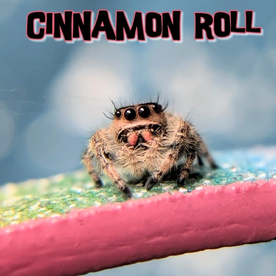 Phidippus Regius (Regal Jumping Spider) I7 by Bisbee Bugs