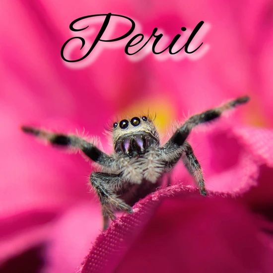 Phidippus Regius (Regal Jumping Spider) I8 by Bisbee Bugs