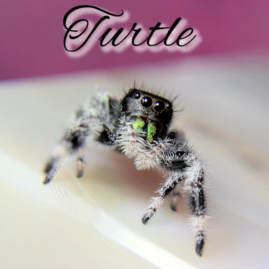 Phidippus Regius (Regal Jumping Spider) I7 by Bisbee Bugs