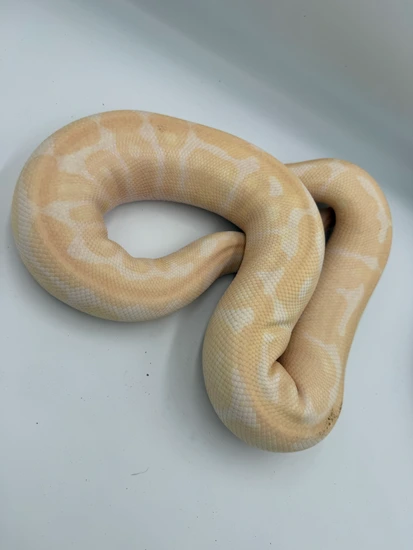 Albino Ball Python by Ball Bro Designs