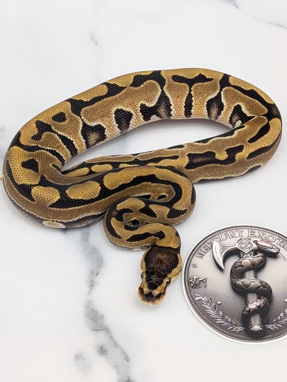 Puzzle Ball Python by Mercury Exotics