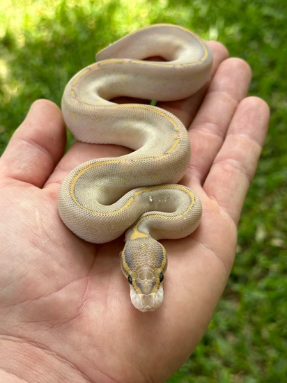 Hypo Highway Het Clown Ball Python by WhiteHart Reptiles