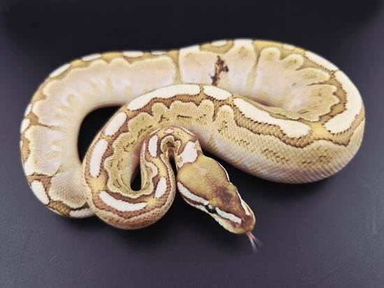 Bamboo 100% Het Ultramel Clown Or Cryptic Ball Python by Griim reptile ...