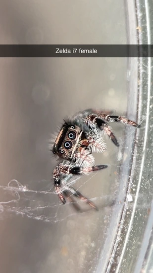 Regal Jumping Spider by Hi jumpers