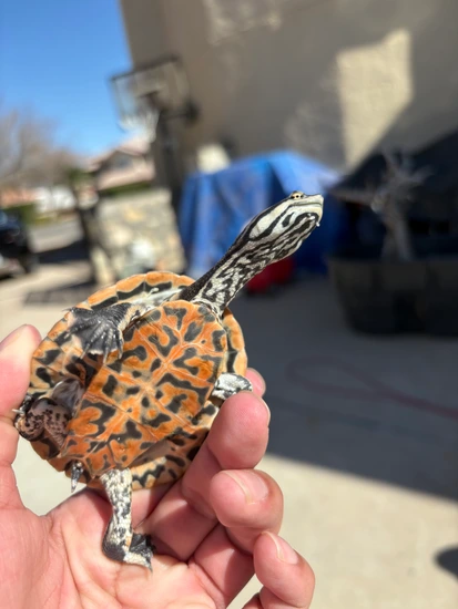 Brazilian Geoffrey's Sideneck Turtle (Phrynops Tuberosus) Side-Necked ...