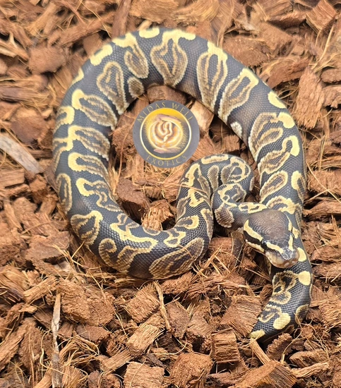 Female GHI DH DG, Ultramel Ball Python by Midas Well Exotics