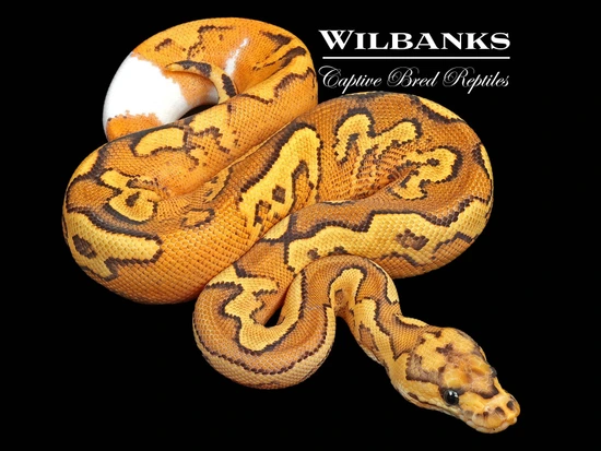 🔥 NO RESERVE🔥 Fire Sugar Highway Clown Ball Python by Wilbanks Captive ...