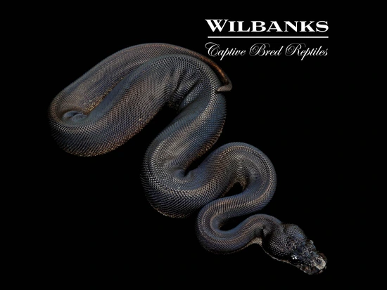 Obsidian Mystic Ball Python by Wilbanks Captive Bred Reptiles