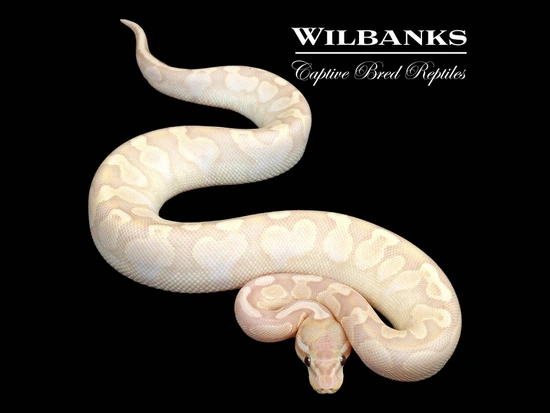 Banana Bamboo Sugar Ball Python by Wilbanks Captive Bred Reptiles