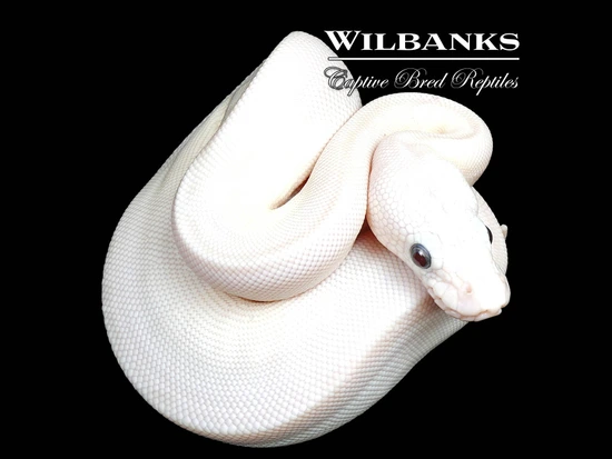 Blue Eyed Leucistic (Butter Mocha) Ball Python by Wilbanks Captive Bred ...
