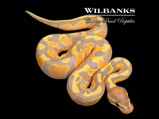 Banana 100% Het. Pied Ball Python by Wilbanks Captive Bred Reptiles