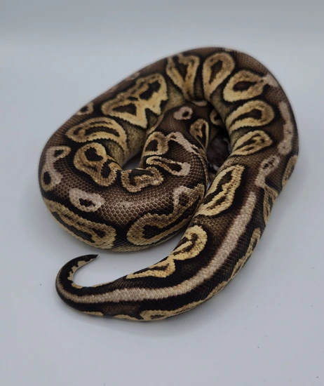Pewter Ball Python by Millennium Morphs