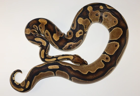 Proven Breeder Male 100% Het Pied Ball Python by Cold Blooded Mutations