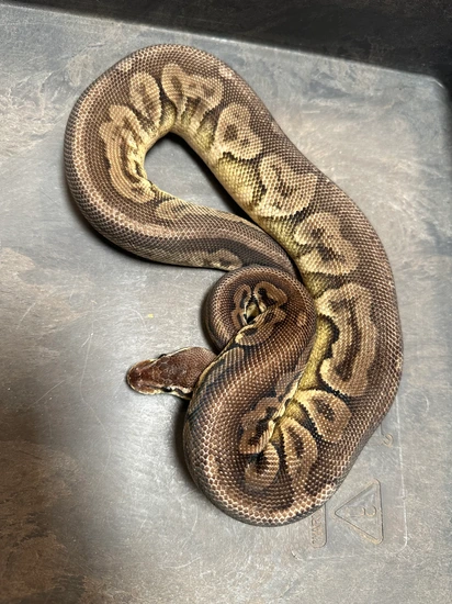 Pewter Ball Python by Darklands Exotics