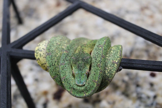 USCBB ML25-13 Cyclops/sorong Mix Green Tree Python by Lutteroth Green ...